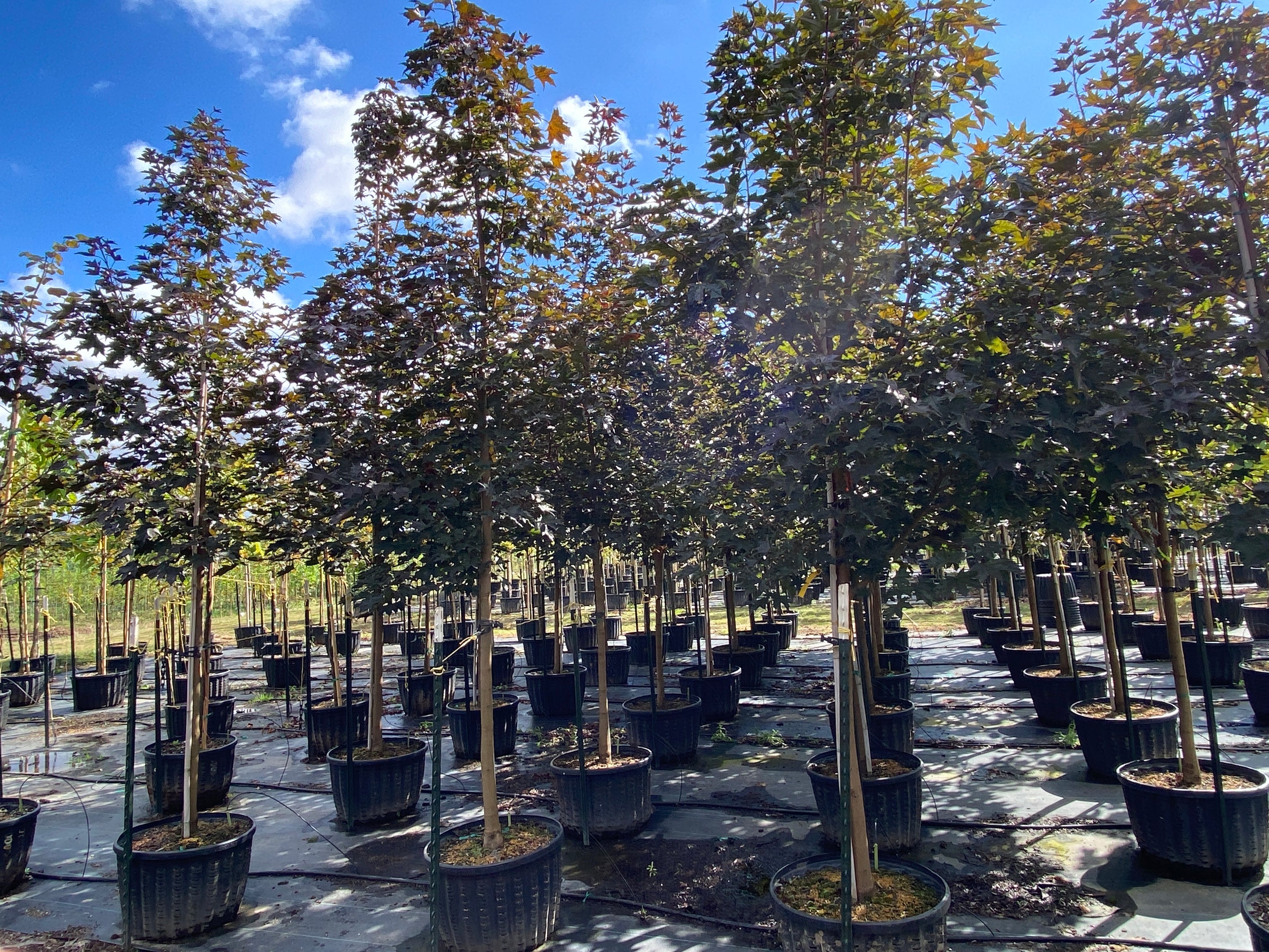 Crimson Sunset® Maple - Acer truncatum x platanoides 'JFS-KW202 ...