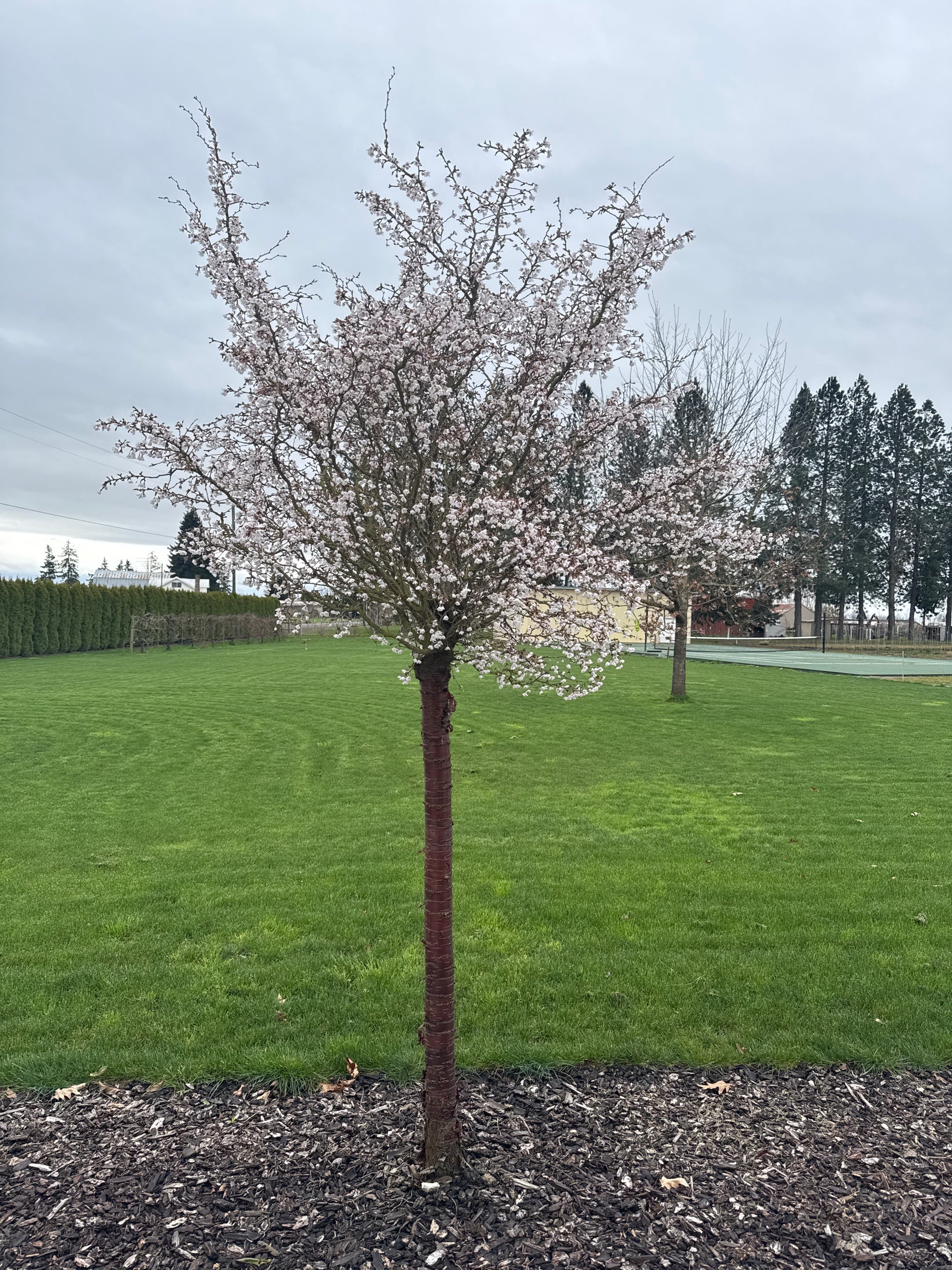Little Twist® Flowering Cherry - Prunus incisa 'CarltonLT' Little Twist ...