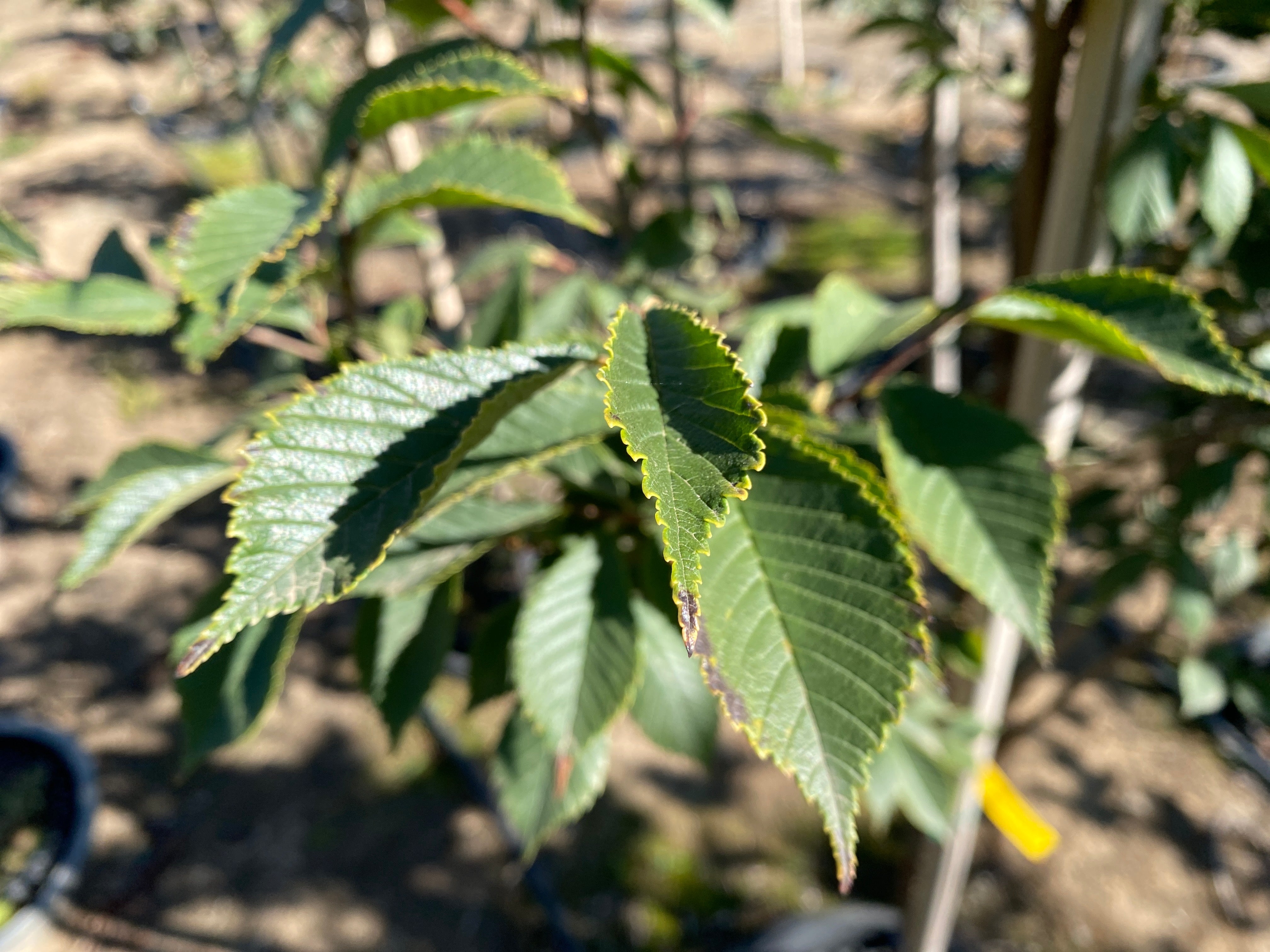 Summer Elixir™ Elm - Ulmus chenmoui 'JAB Morton' – SuperTrees Nursery