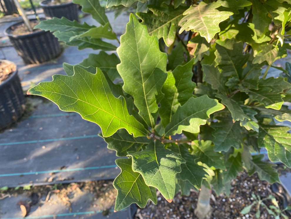 Kindred Spirit® Columnar Oak - Quercus x warei 'Nadler' – SuperTrees ...