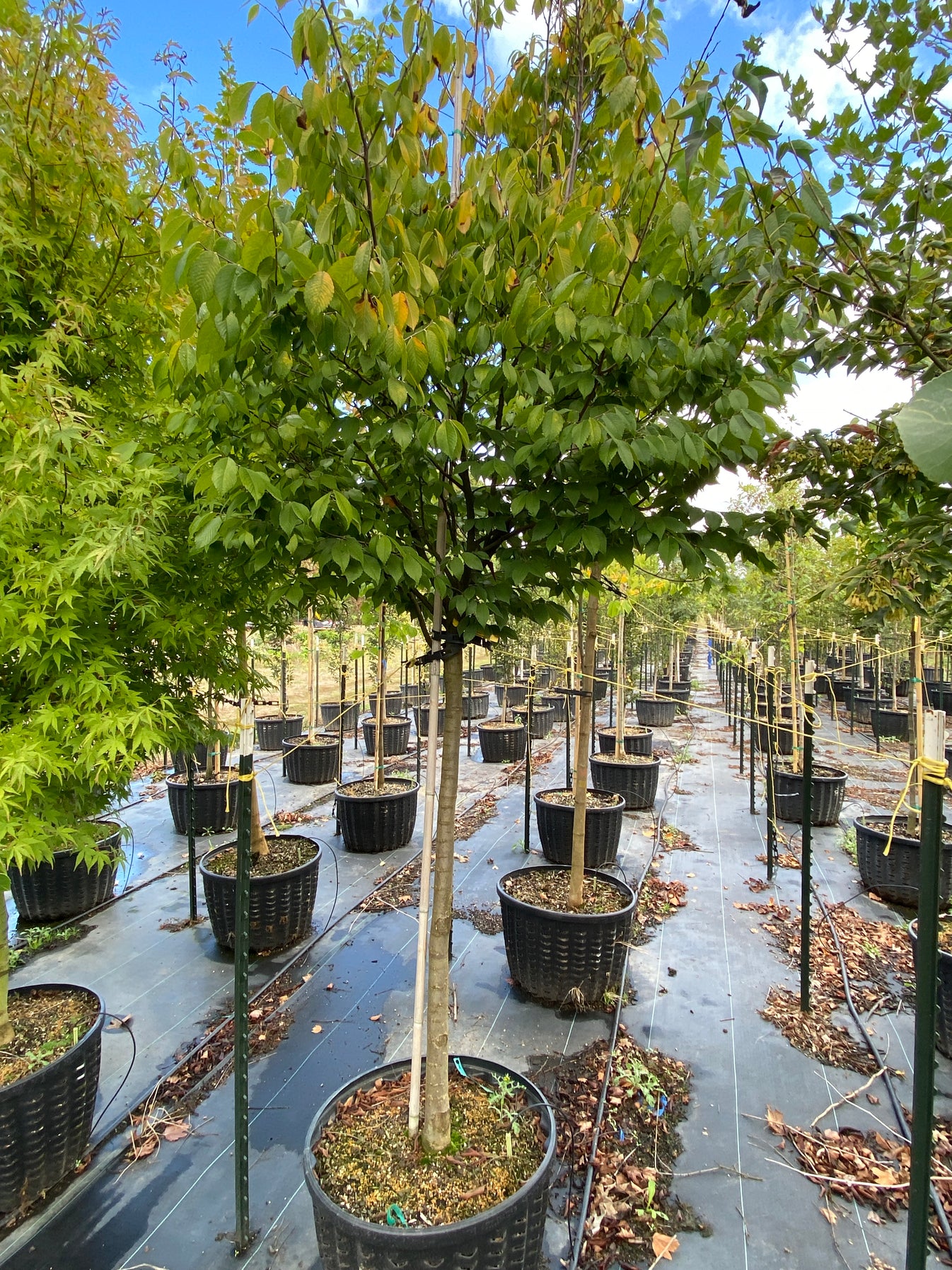 City Sprite® Zelkova - Zelkova serrata 'JFS-KW1' – SuperTrees Nursery
