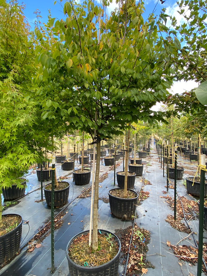 City Sprite® Zelkova - Zelkova serrata 'JFS-KW1' – SuperTrees Nursery