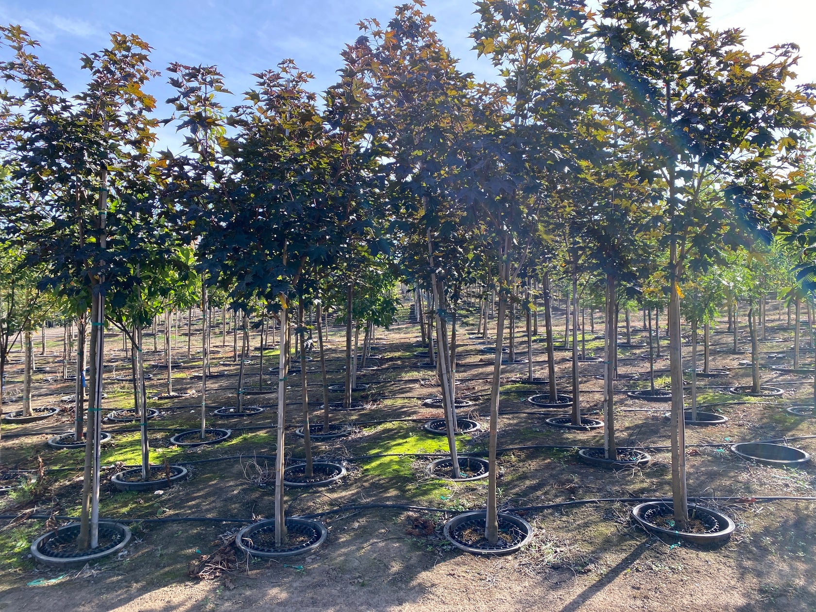 Crimson Sunset® Maple - Acer truncatum x platanoides 'JFS-KW202 ...