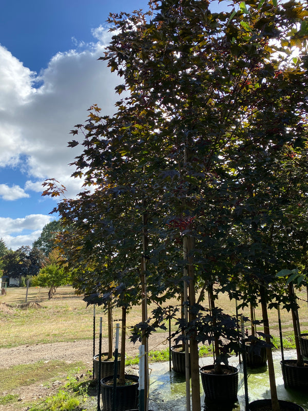 Crimson Sunset® Maple - Acer truncatum x platanoides 'JFS-KW202 ...