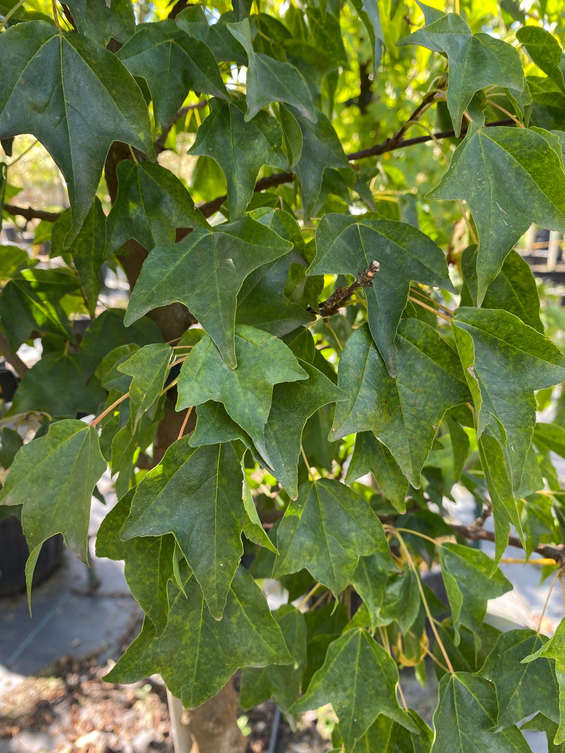 Trident Maple - Acer buergerianum – SuperTrees Nursery