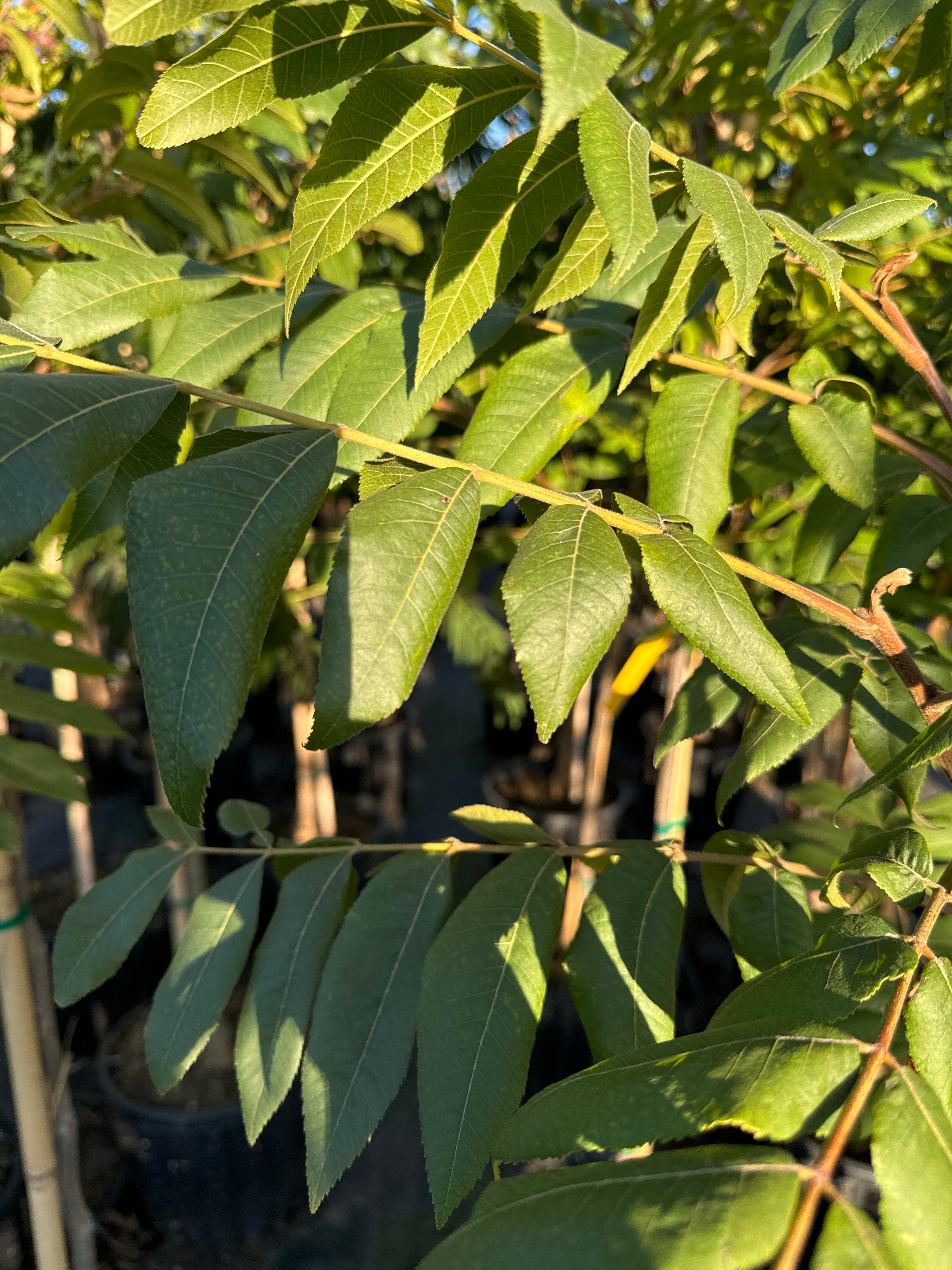 Hardy Pecan – SuperTrees Nursery