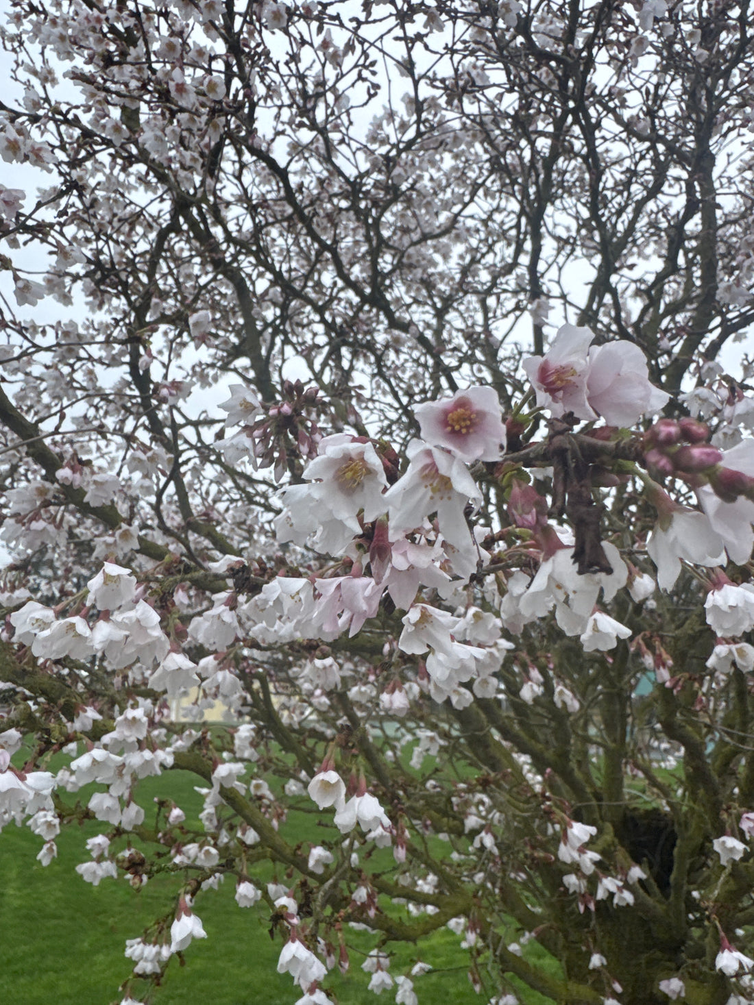 Little Twist® Flowering Cherry - Prunus incisa 'CarltonLT' Little Twist ...