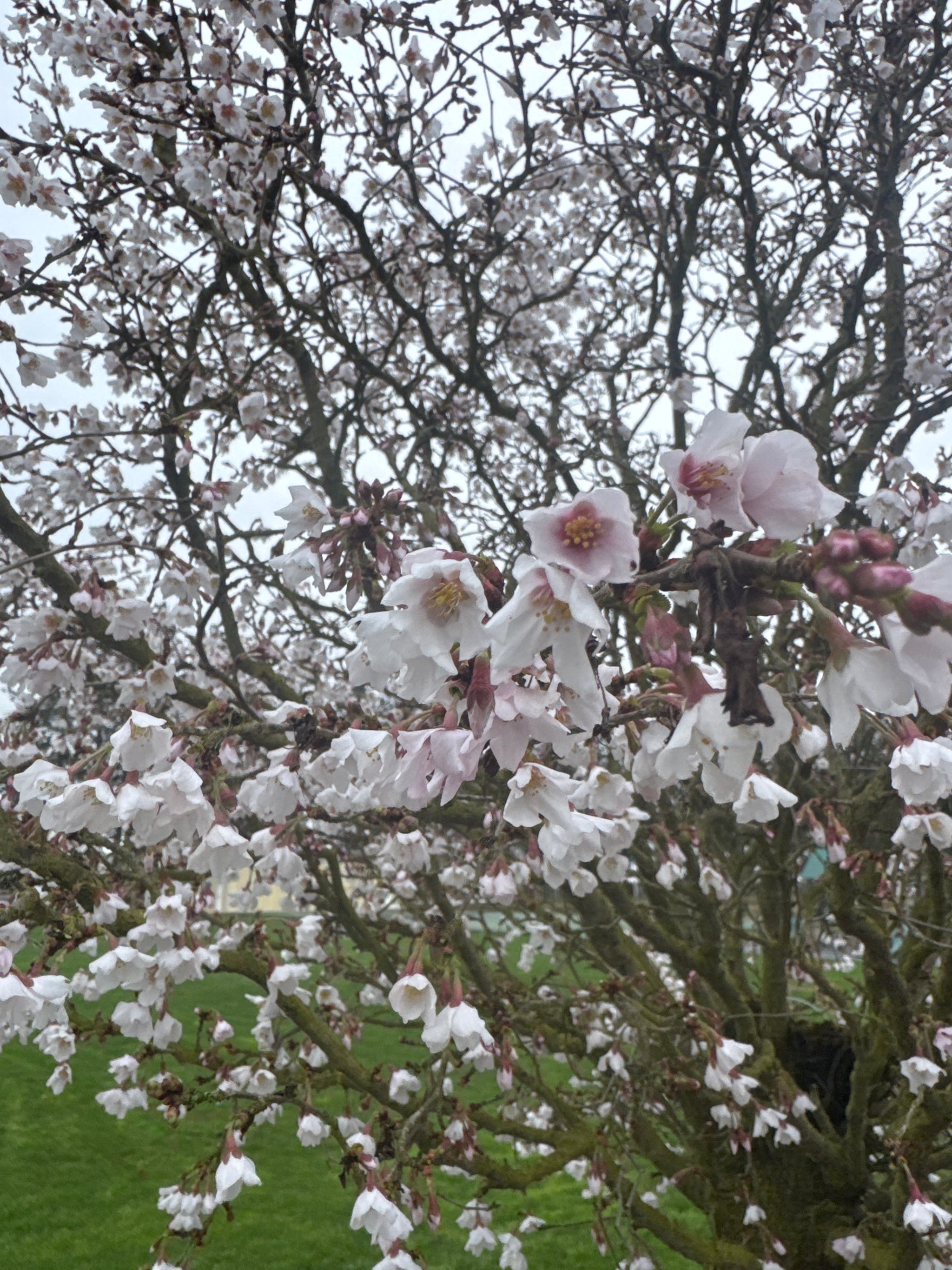 Little Twist® Flowering Cherry - Prunus incisa 'CarltonLT' Little Twist ...
