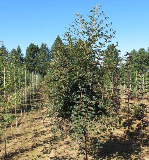 Accolade™ Elm - Ulmus japonica x wilsoniana 'Morton' – SuperTrees Nursery