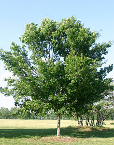 Allee® Elm - Ulmus parvifolia 'Emer II' – SuperTrees Nursery