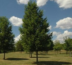 American Sentry Linden - Tilia americana 'Sentry' – SuperTrees Nursery