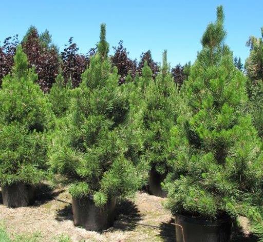 Austrian Pine - Pinus nigra – SuperTrees Nursery
