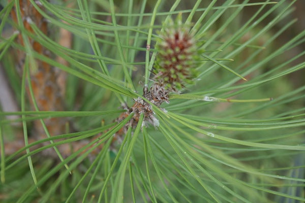 Austrian Pine - Pinus nigra – SuperTrees Nursery