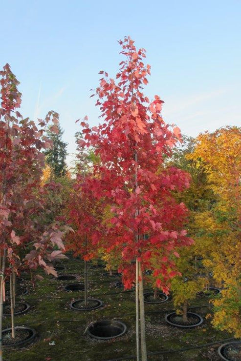 Autumn Blaze® Maple - Acer x freemanii 'Jeffersred' – SuperTrees Nursery