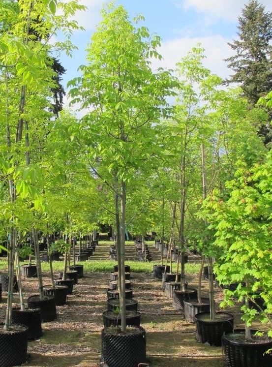 Autumn Purple Ash - Fraxinus americana 'Autumn Purple' – SuperTrees Nursery