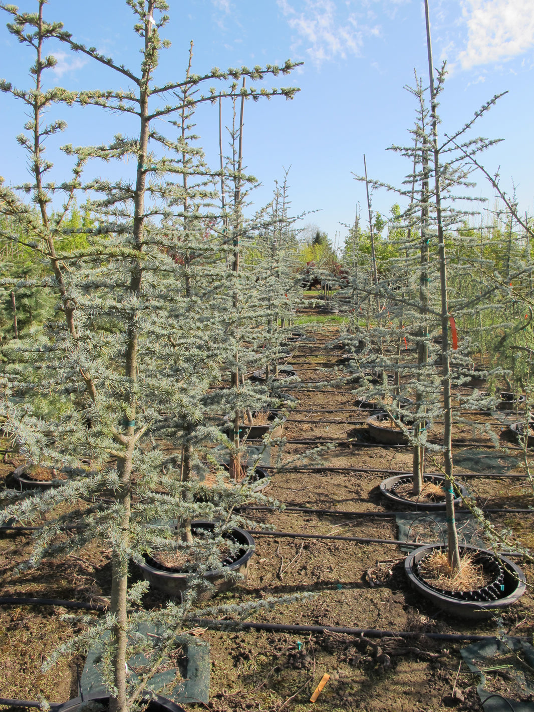 Evergreen Trees – SuperTrees Nursery