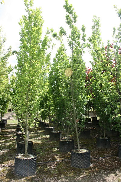Columnar English Oak - Quercus robur 'Fastigiata' – SuperTrees Nursery
