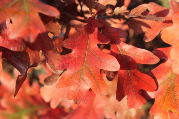Crimson Spire® Oak - Quercus robur x alba 'Crimsonschmidt' – SuperTrees ...