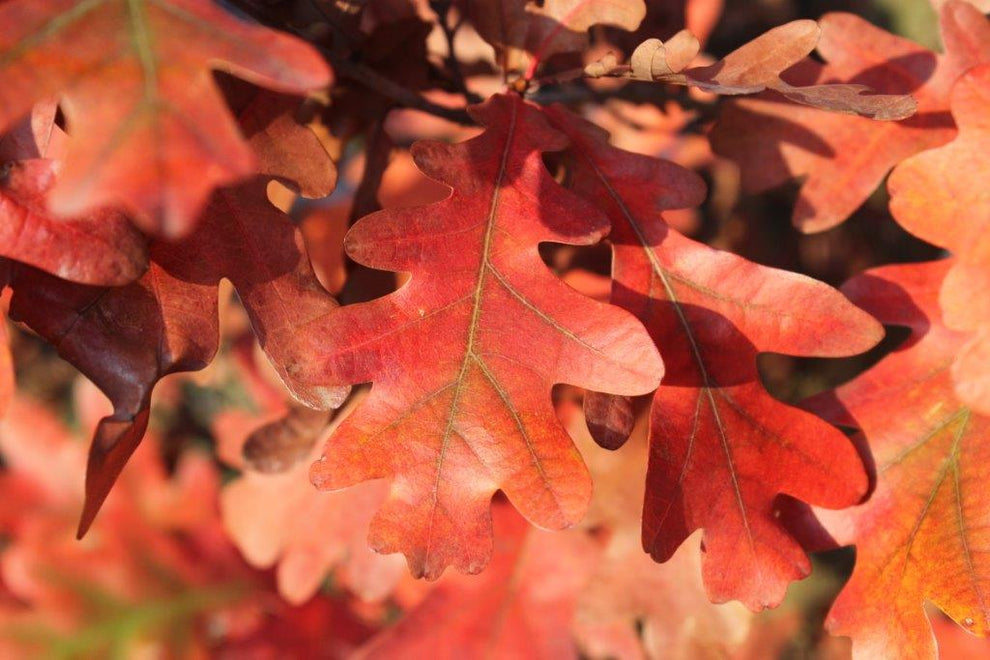 Crimson Spire® Oak - Quercus robur x alba 'Crimsonschmidt' – SuperTrees ...