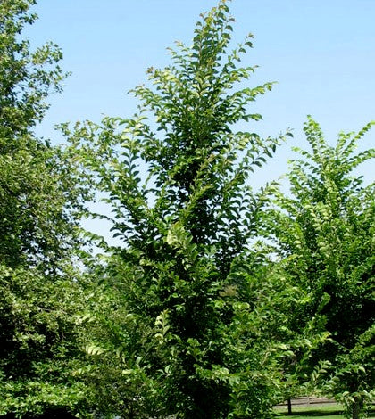 Emerald Sunshine® Elm - Ulmus propinqua 'JFS-Bieberich' – SuperTrees ...