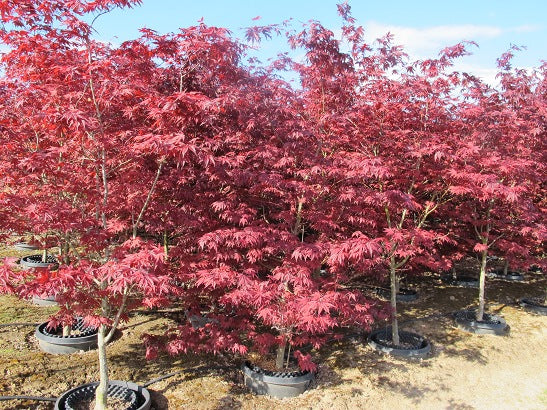 Emperor 1 Japanese Maple - Acer palmatum 'Emperor 1' – SuperTrees Nursery