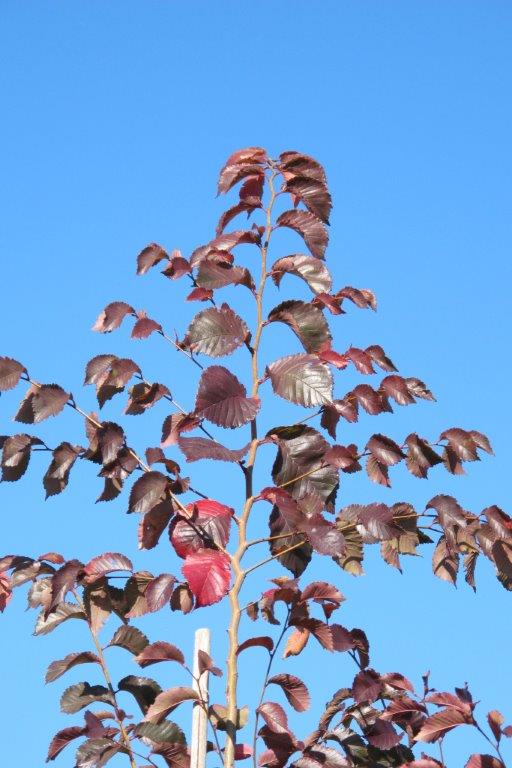 Frontier Elm - Ulmus x 'Frontier' – SuperTrees Nursery