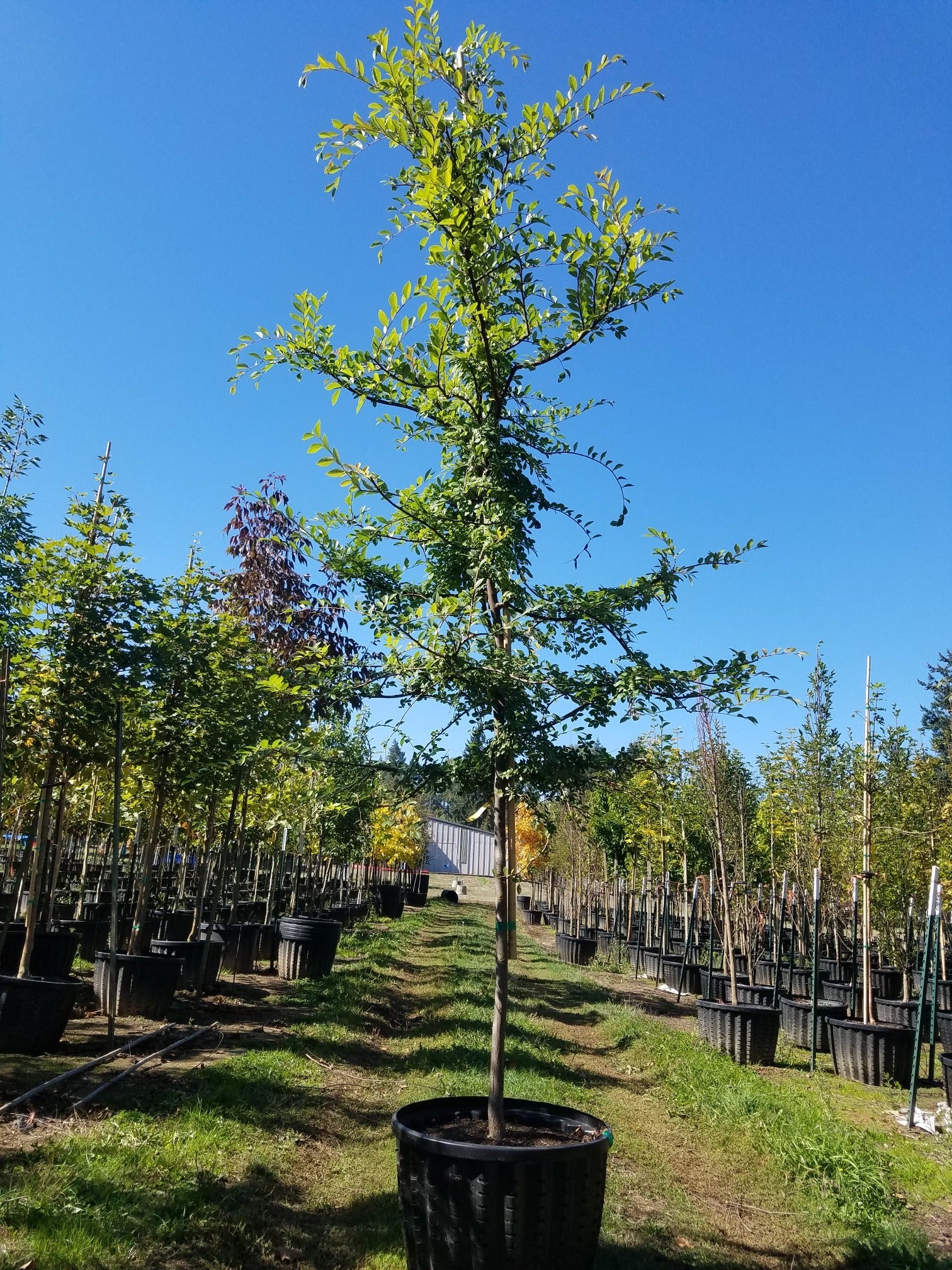 Lacebark Elm - Ulmus parvifolia – SuperTrees Nursery