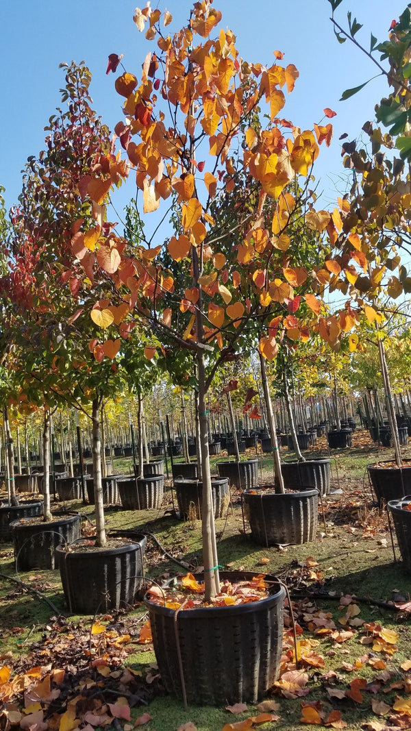 Merlot Eastern Redbud - Cercis canadensis 'Merlot' – SuperTrees Nursery