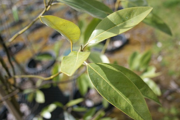 Moonglow® Sweet Bay Magnolia - Magnolia virginiana 'Jim Wilson ...