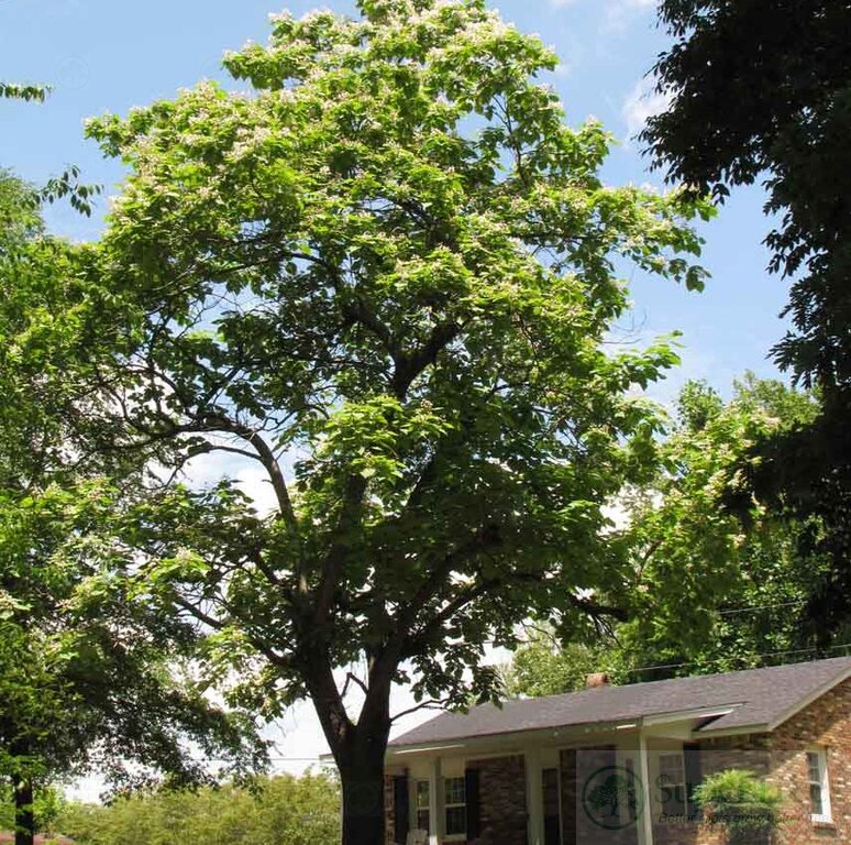 Northern Catalpa - Catalpa speciosa – SuperTrees Nursery