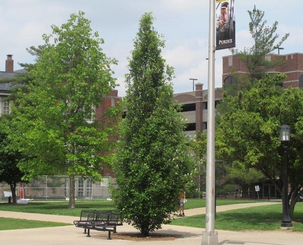 Regal Prince® Oak - Quercus x warei 'Long' – SuperTrees Nursery