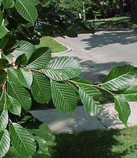 Triumph™ Elm - Ulmus 'Morton Glossy' – SuperTrees Nursery