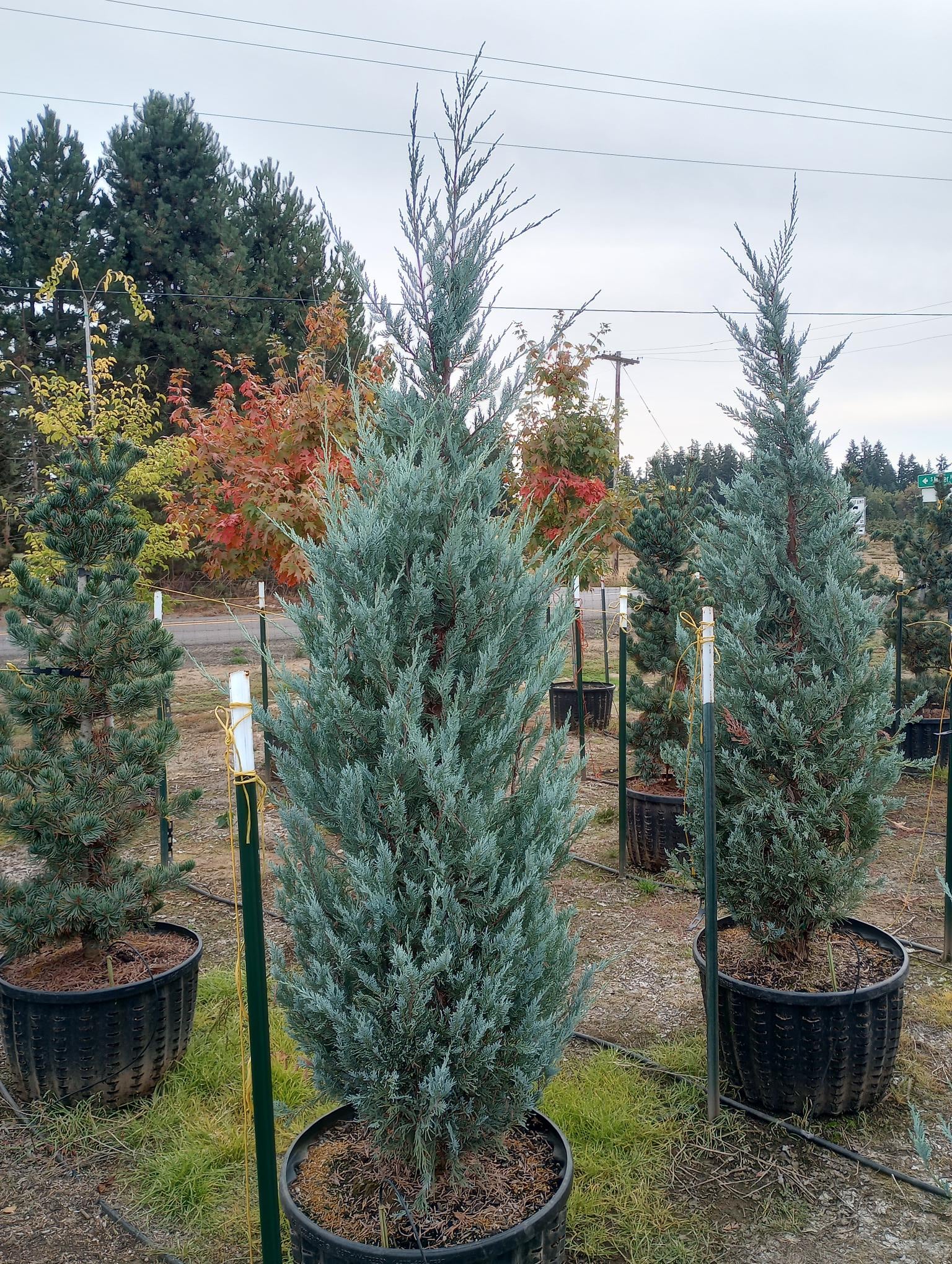 Moonglow Juniper – SuperTrees Nursery